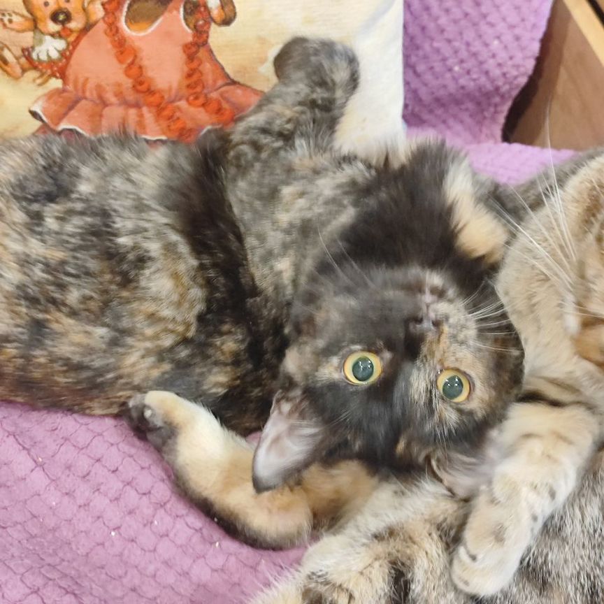 Котёнок в добрые руки