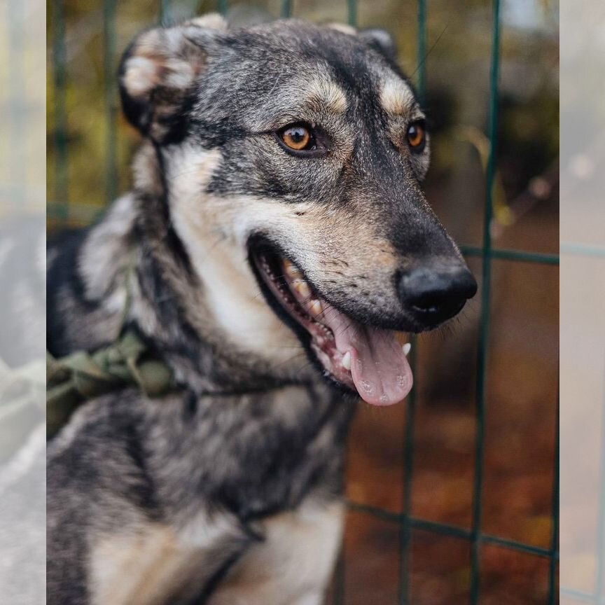 Блюм ищет дом собака