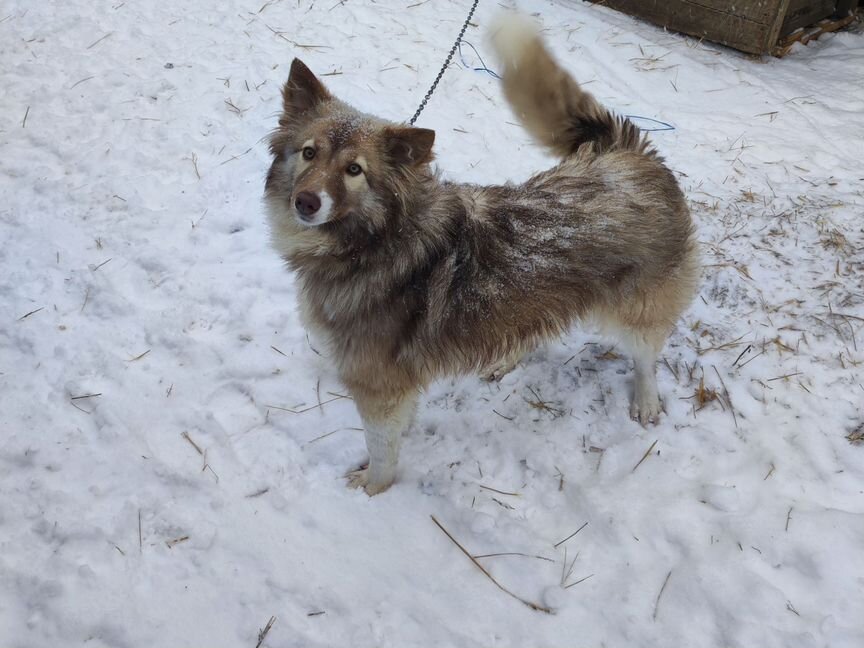 Собака в добрые руки