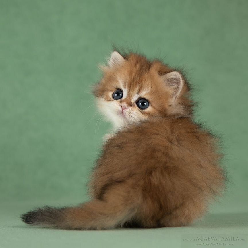 Котята золотые британские шиншиллы