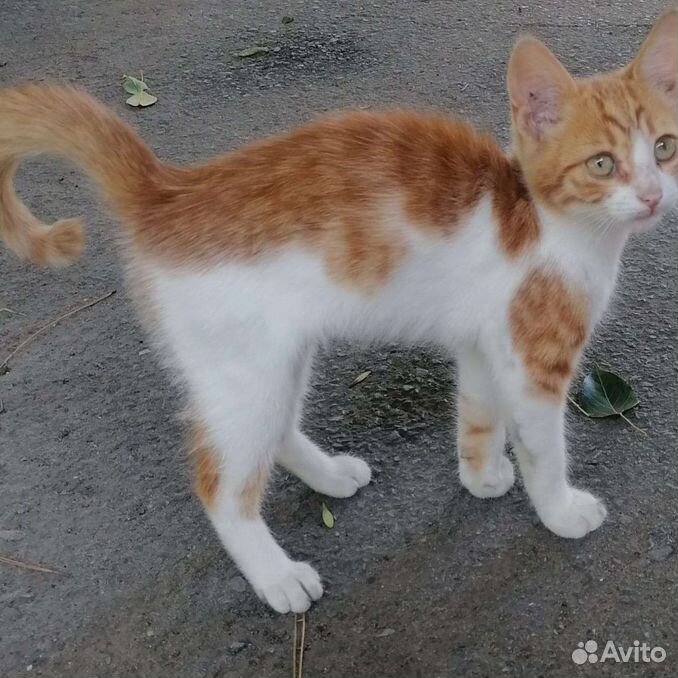 Очень красивый рыжий котёнок