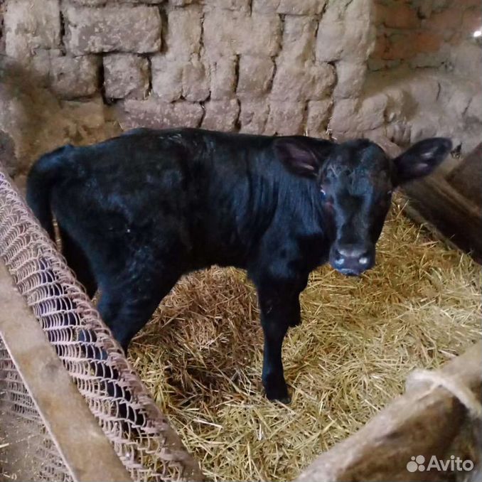 Телочка 5 дней