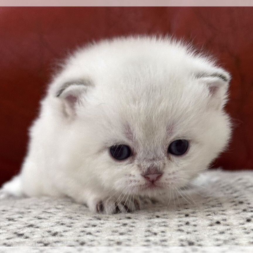 Шотландский вислоухий короткошёрстный котёнок
