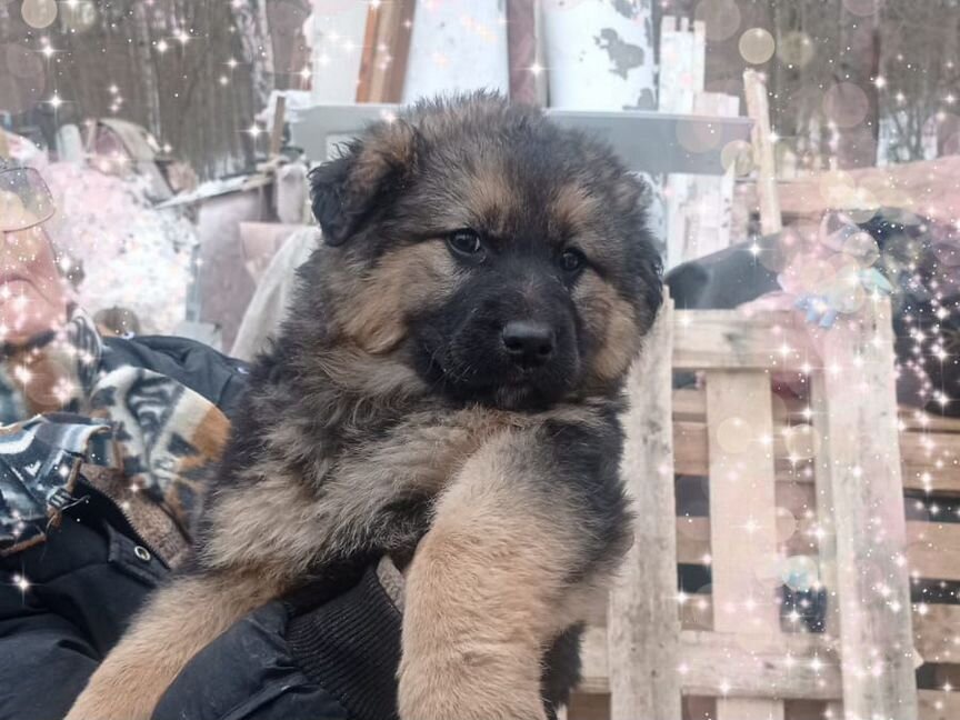 Щенок Альфа ищет дом
