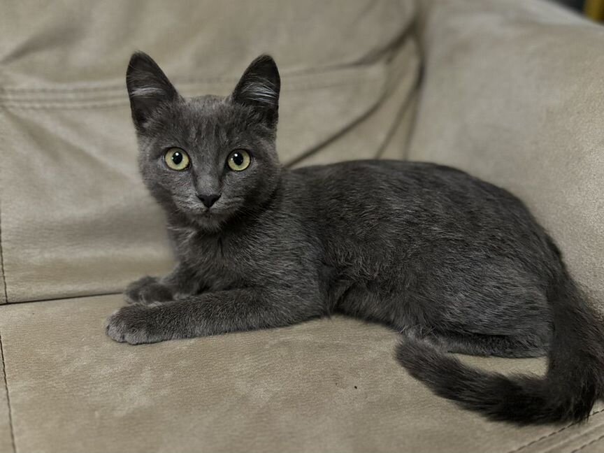 Молодая кошечка ищет дом