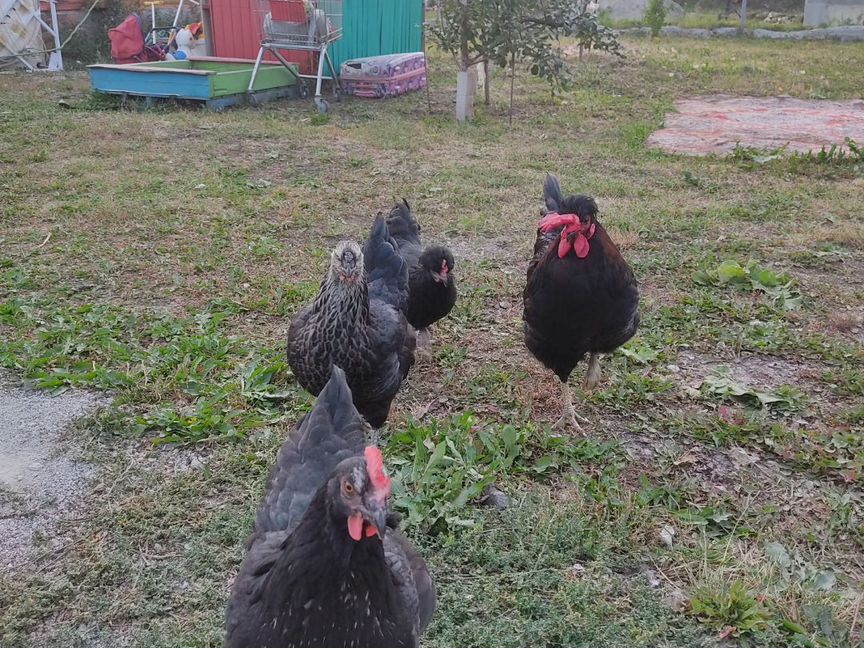 Куры несушки