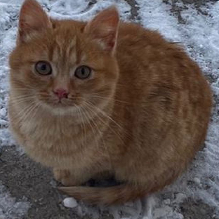 Рыжий котенок ищет дом
