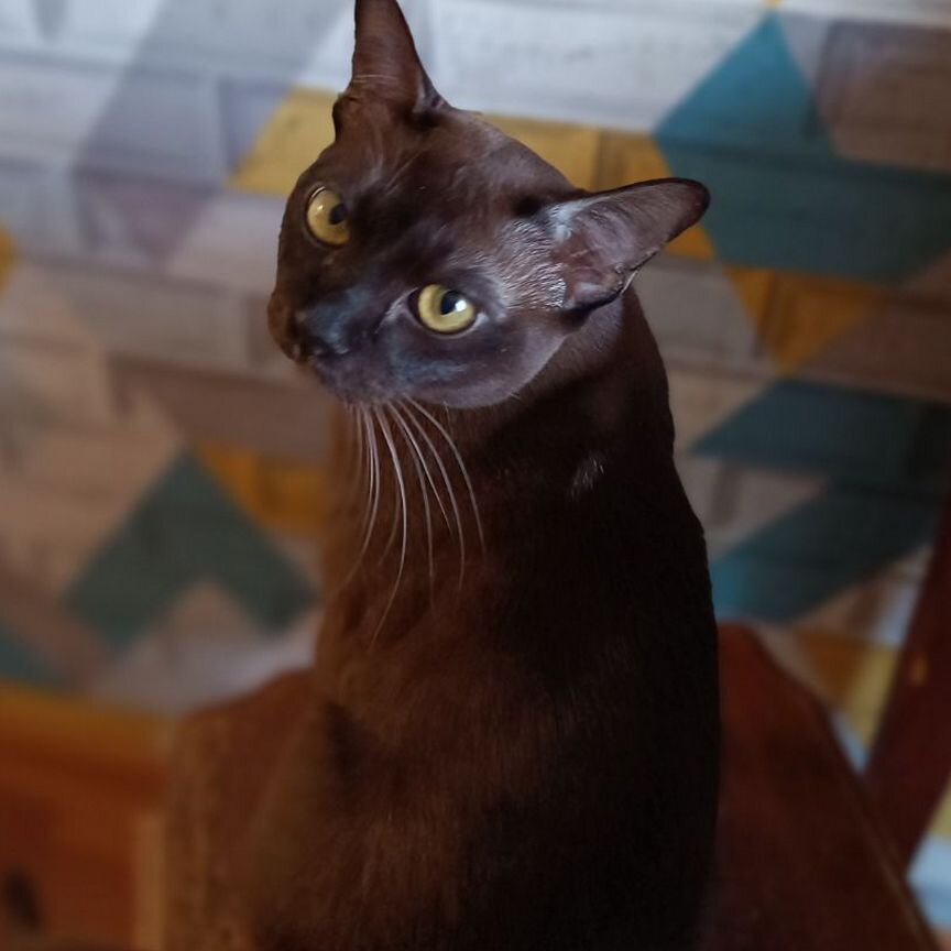 Вязка бурманский кот