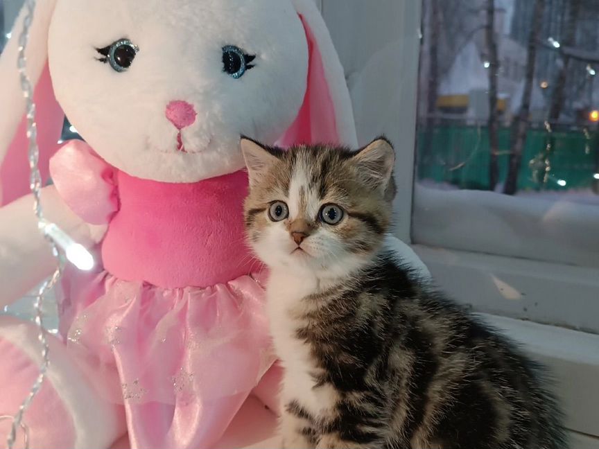 Шотландская