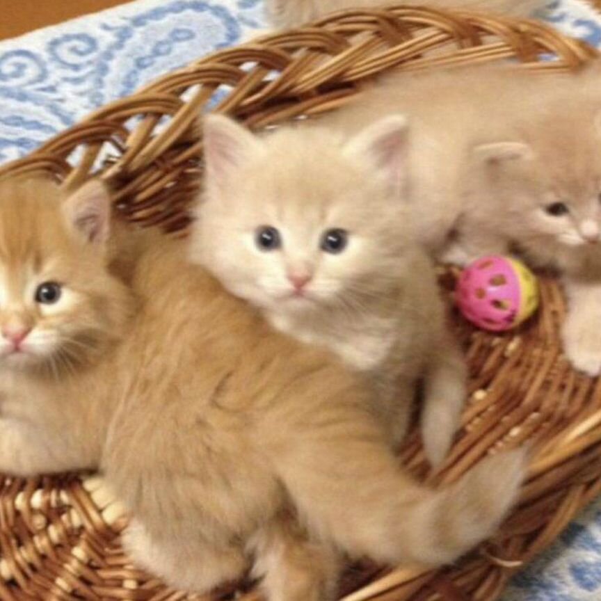 Сибирский котёнок