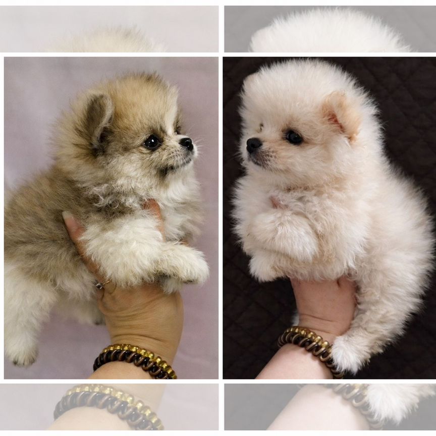 Померанский шпиц, щенок