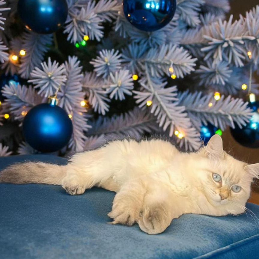 Невский маскарадный котёнок