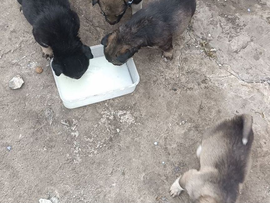 Отдам щенков, помесь с Хаски