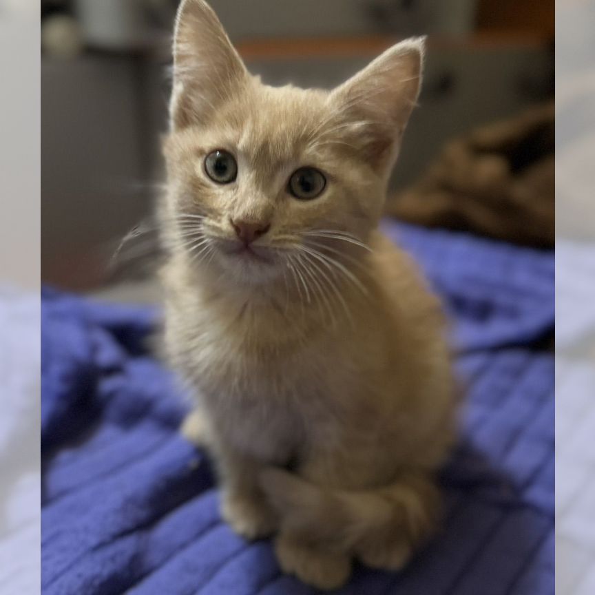 Котёнок в добрые руки