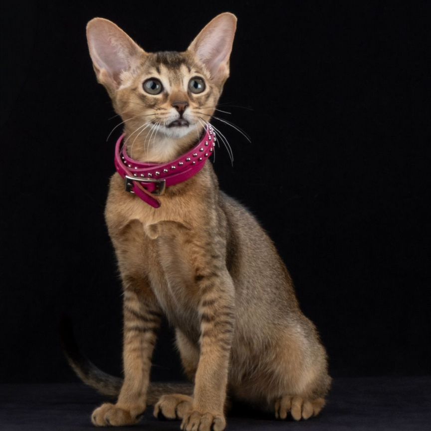 Абиссинский котёнок