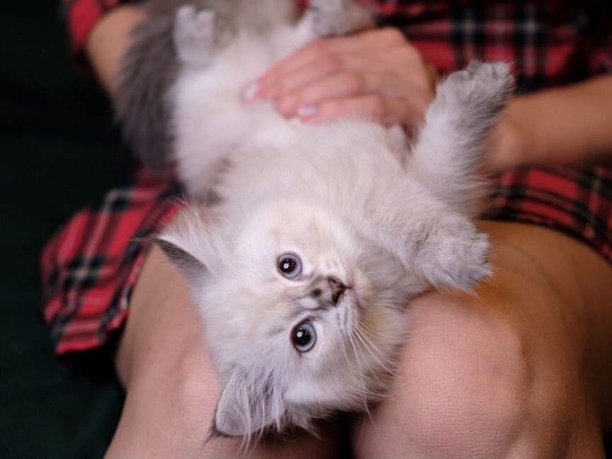 Невский маскарадный сибирский котенок