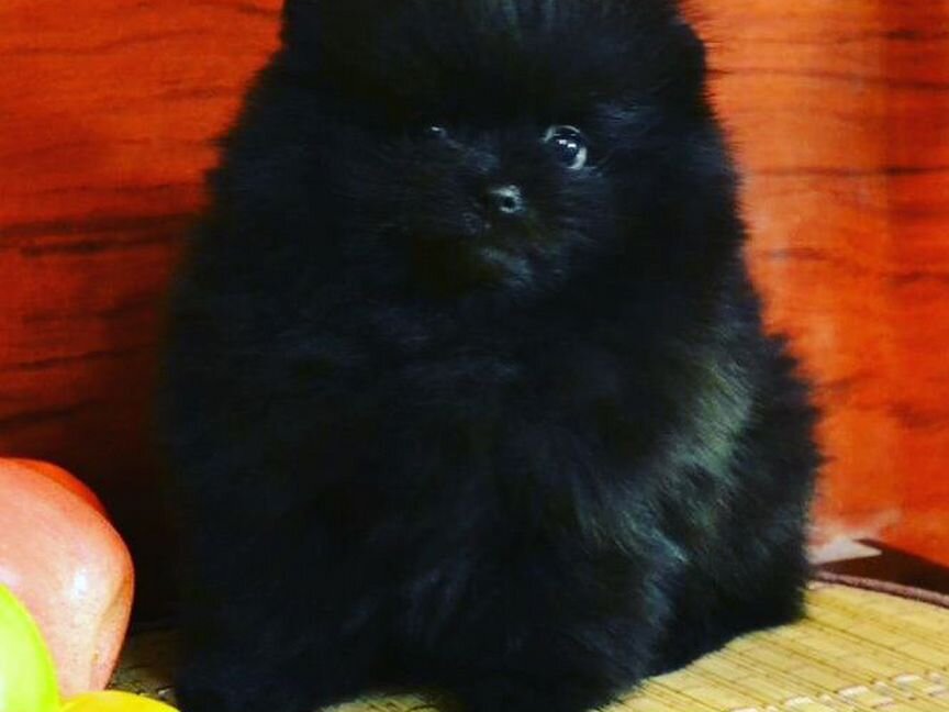 Шпиц няшки милашки