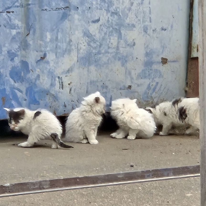 Котята в добрые руки бесплатно