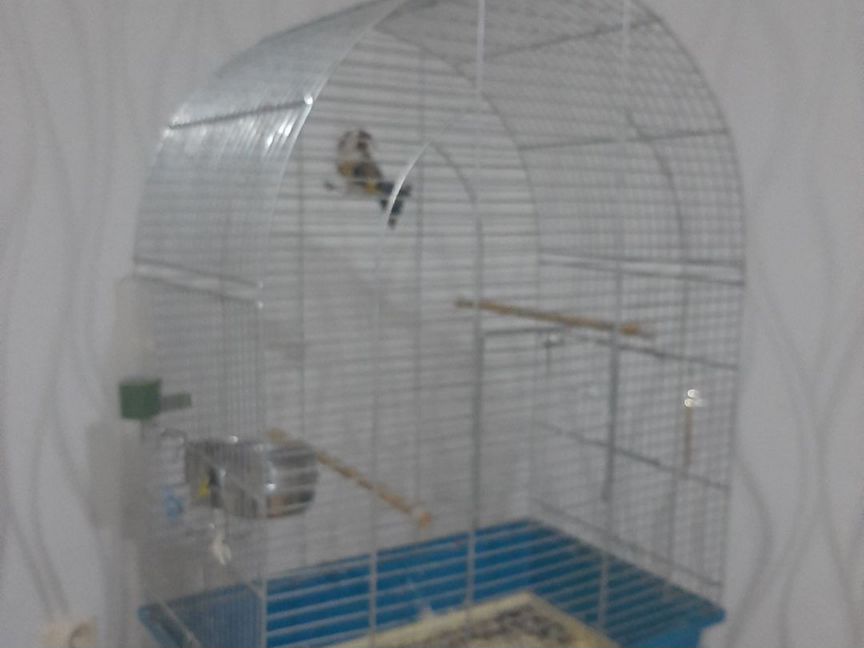 Шегол + клетку