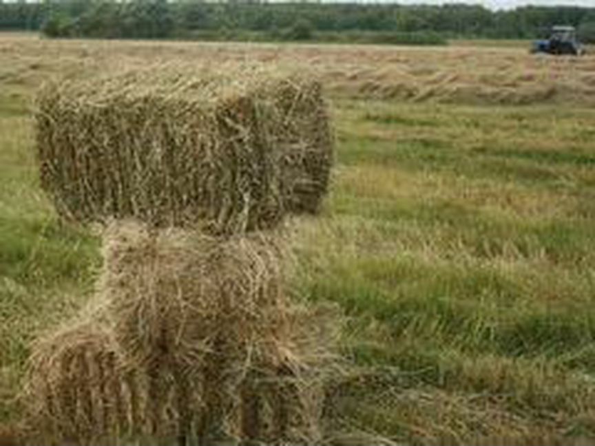 Сено в тюках