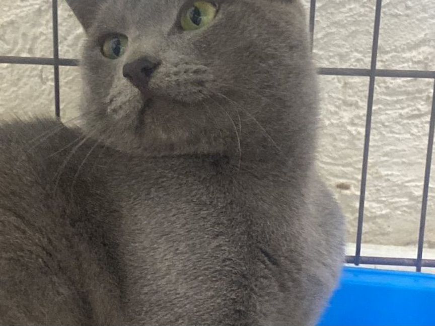 Русская голубая кот