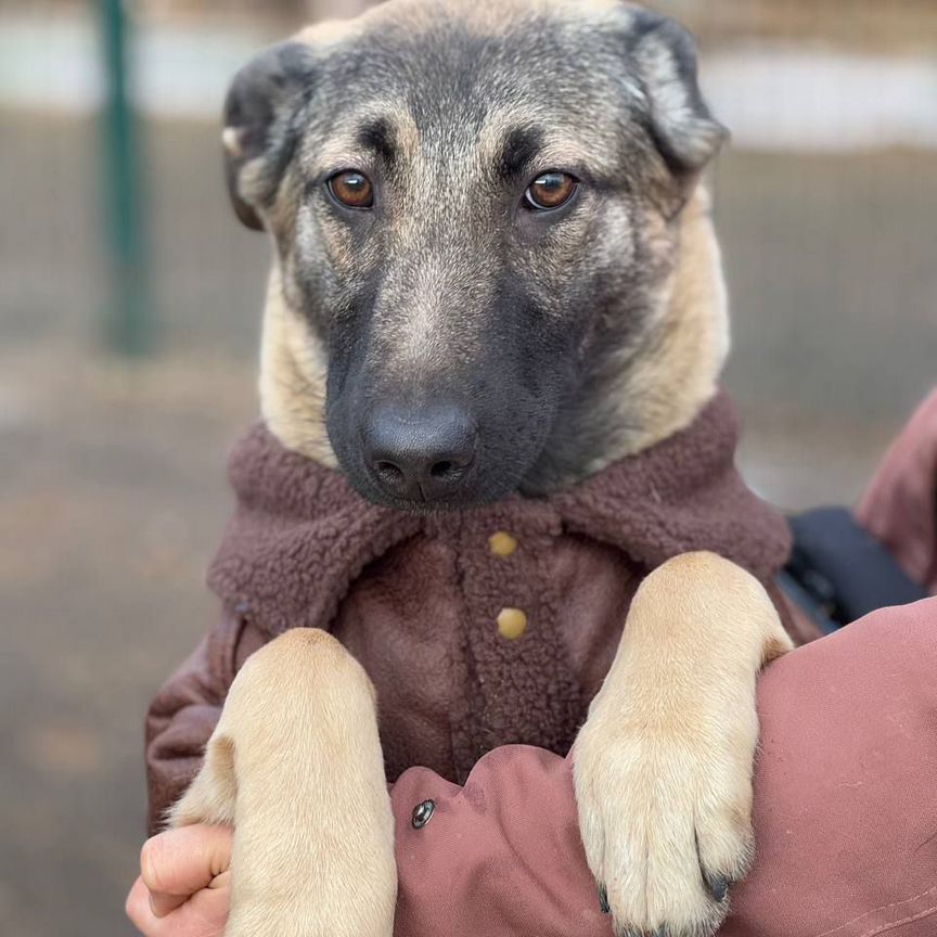 Аффи-обычная дворняга из приюта.Но так хочет домой