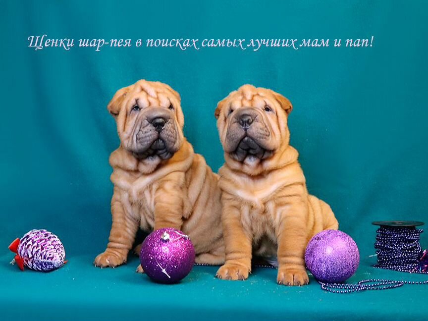 Щенки шарпей, мальчишки