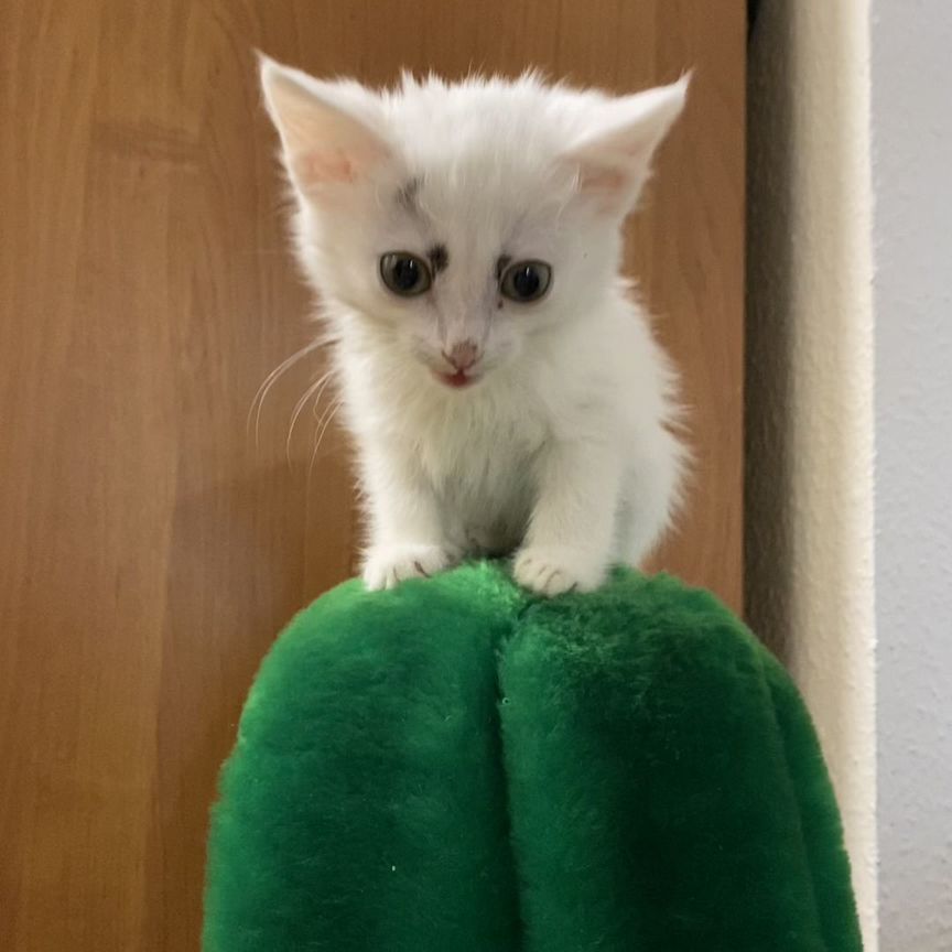 Кошечка