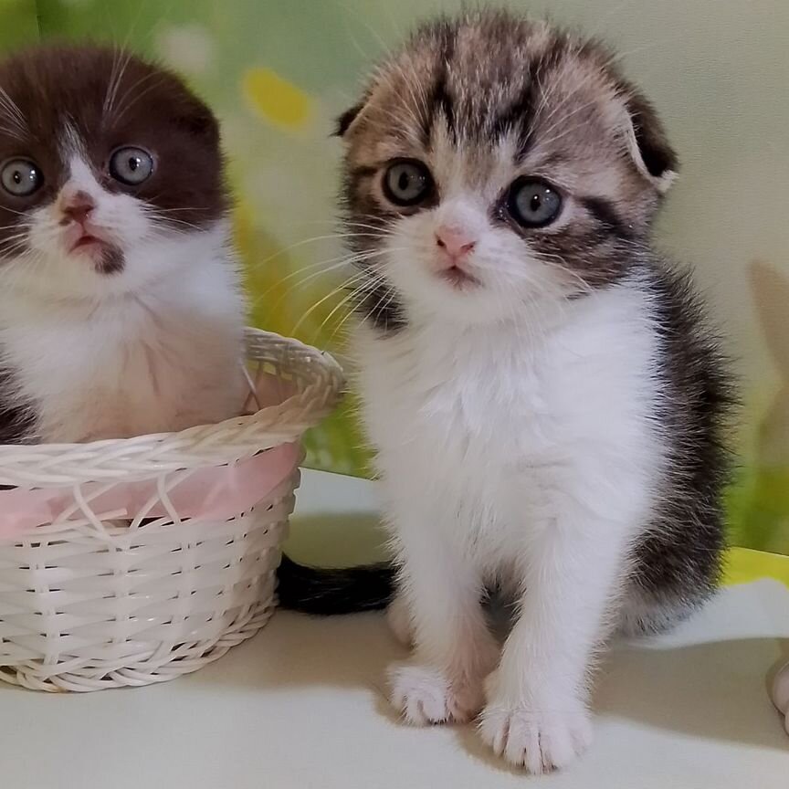 Шотландский вислоухий короткошёрстный котёнок