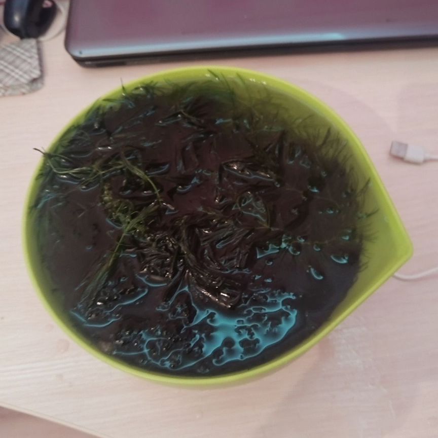 Роголистник и мох риччия