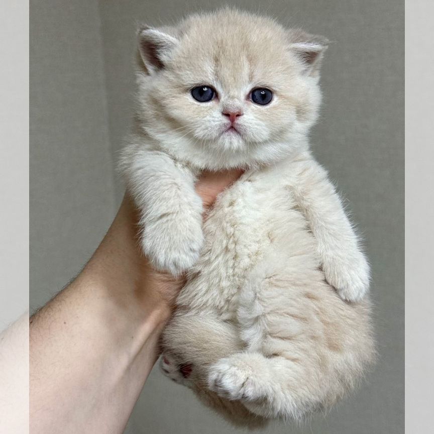 Шотландский прямоухий длинношёрстный котёнок