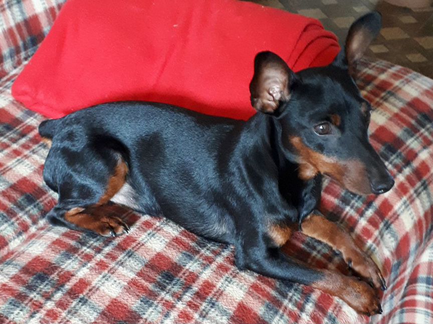 Вязка цвергпинчер бесплатно