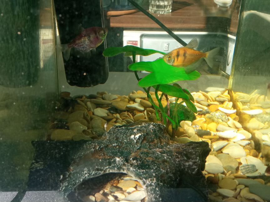 Аквариумные рыбки, сомики и тернеции