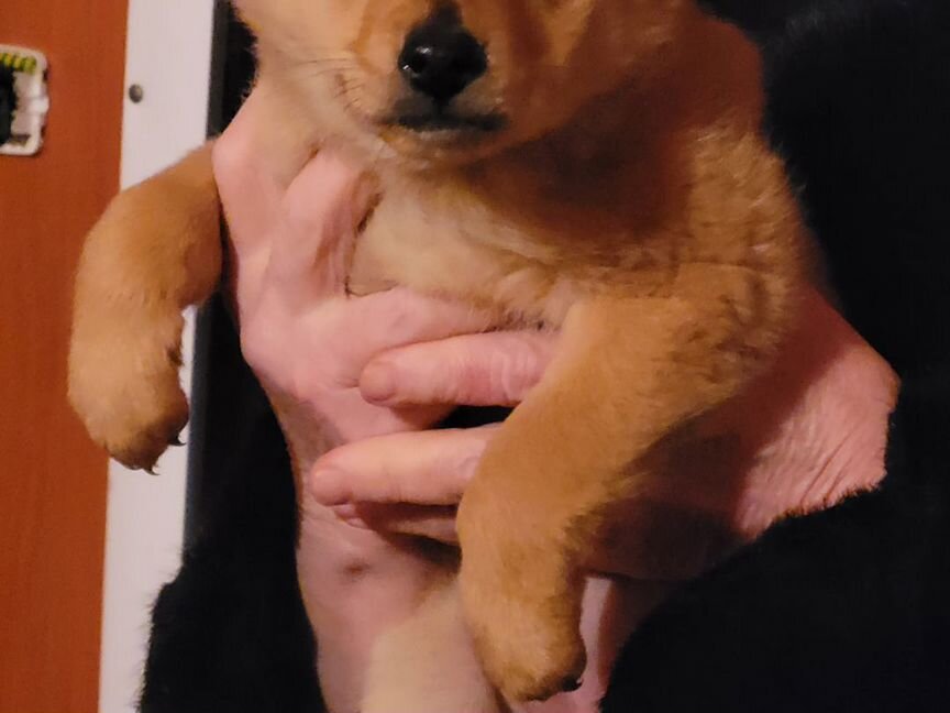 Собака в добрые руки отдам бесплатно