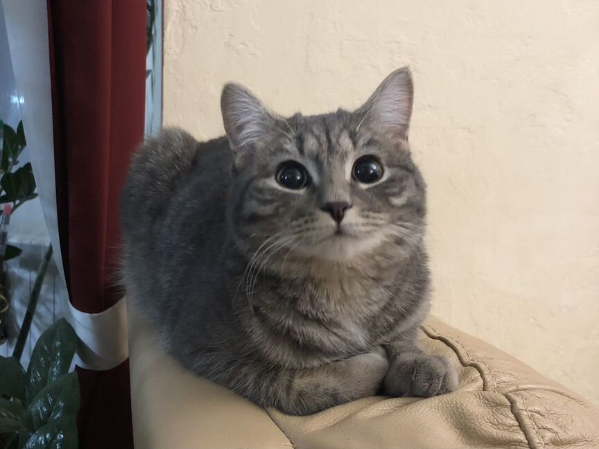 Кошечка в добрые руки