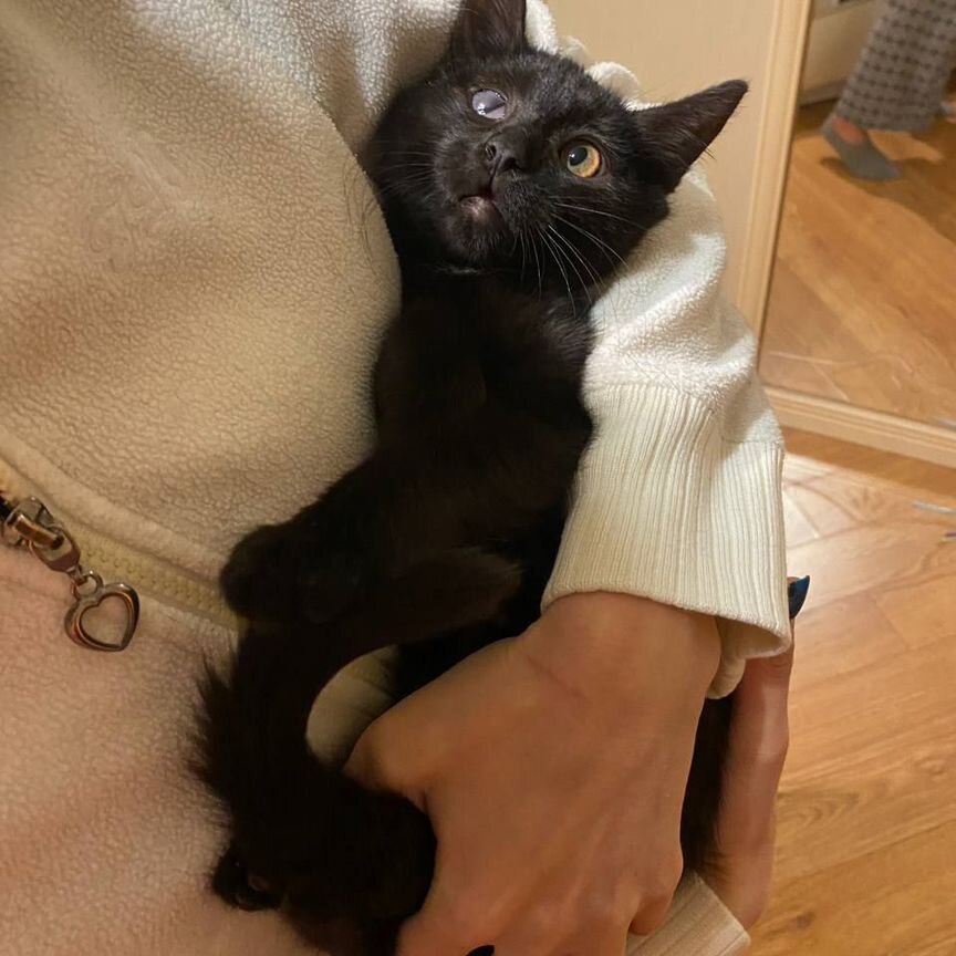 Котёнок в добрые руки