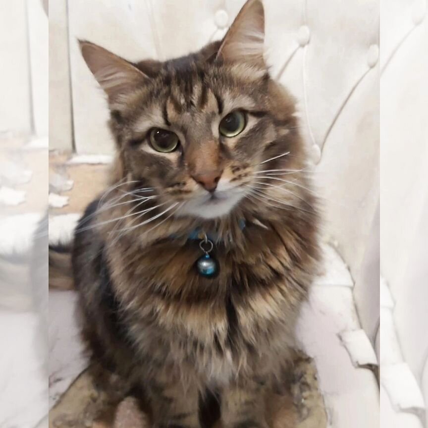 Взрослый кот в добрые руки