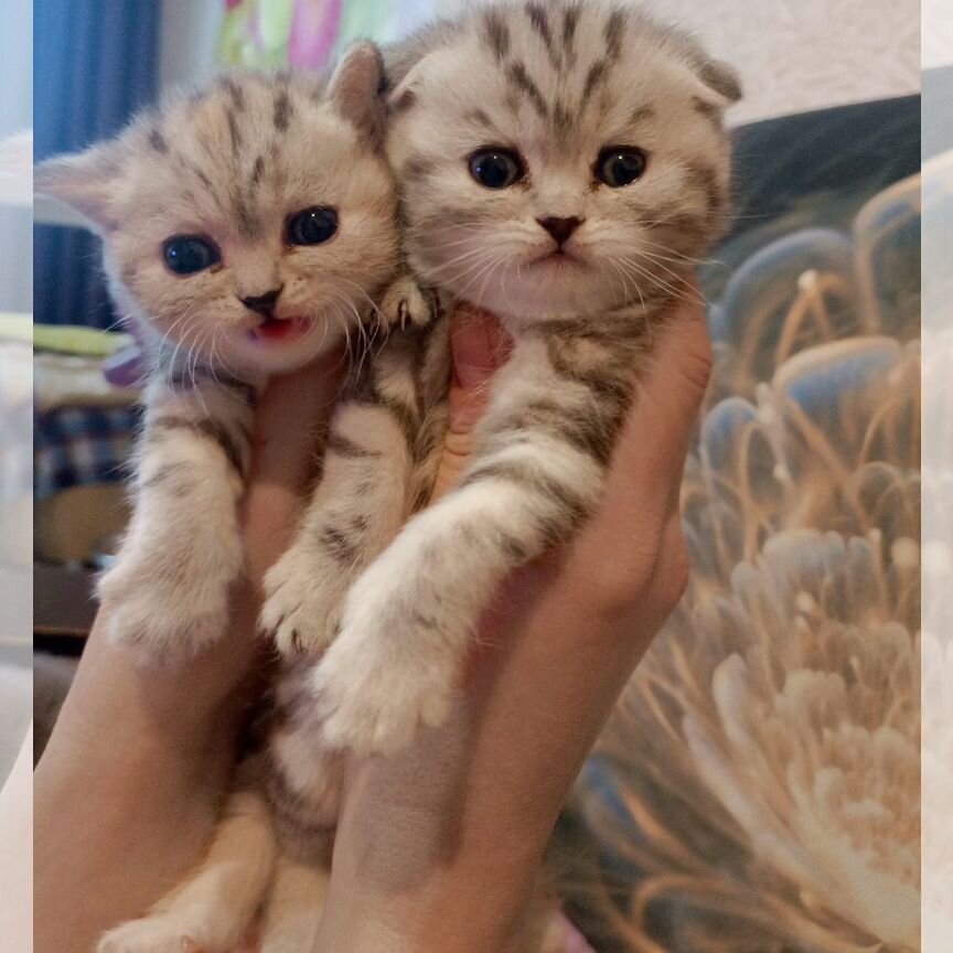 Шотландский вислоухий длинношёрстный котёнок