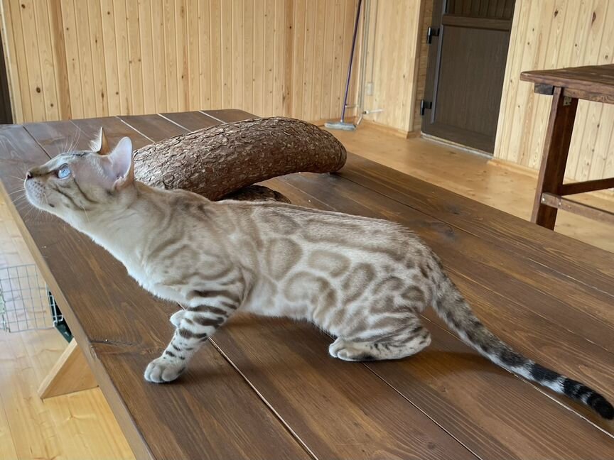 Бенгальская кошка вязка