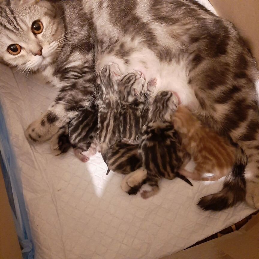 Продам шотландских котят