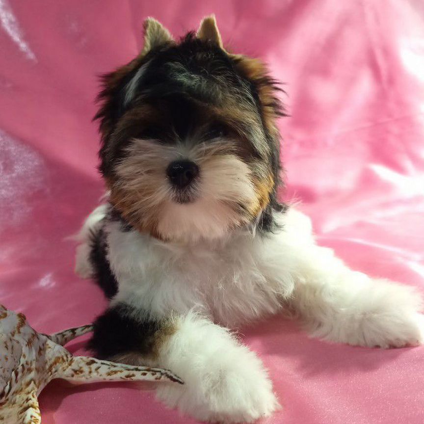 Бивер-йоркширский терьер, щенок