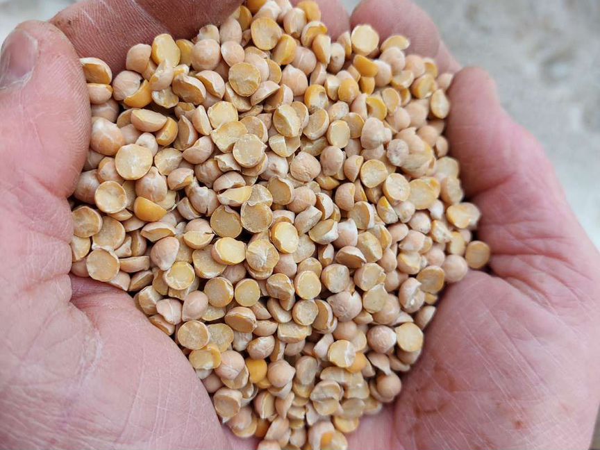 Половинки нута