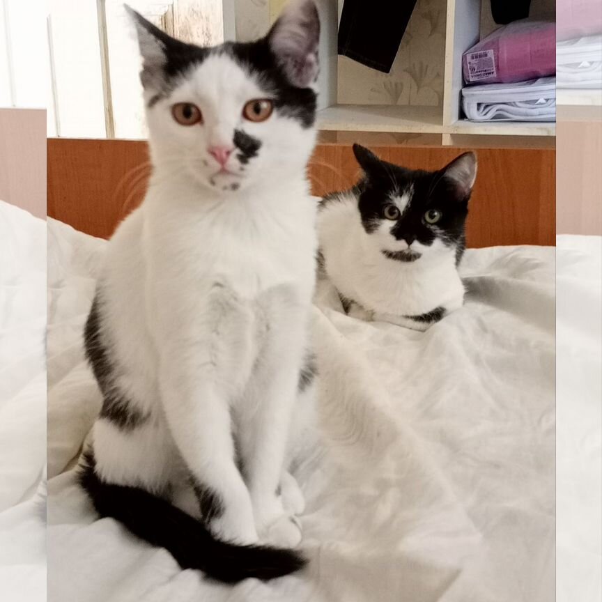 Котик с мушкой на мордочке