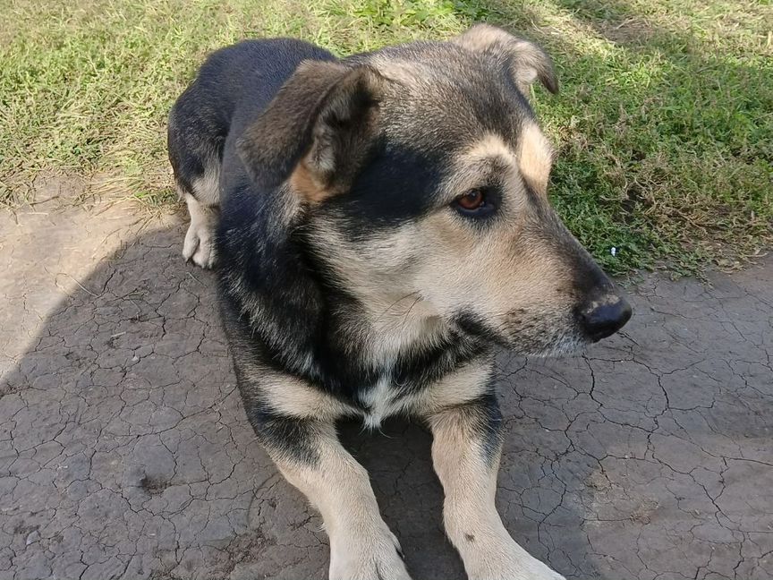 Маленький кобель в добрые руки