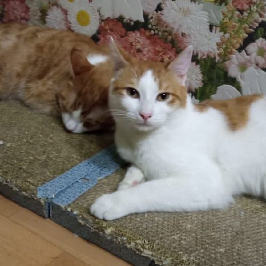 Взрослый кот в добрые руки