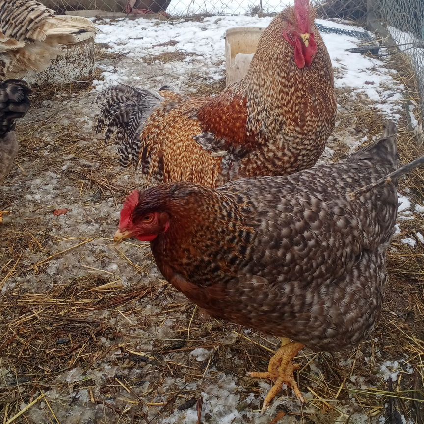 Куры белефельдер