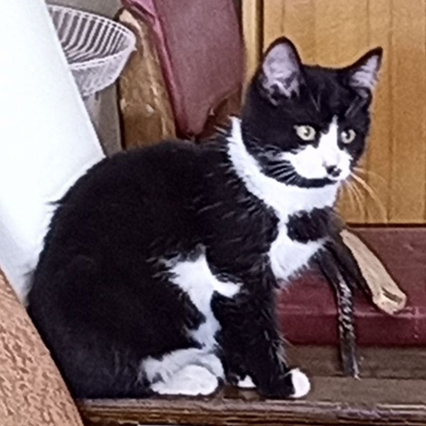 Отдам в добрые руки два кота и одна кошка