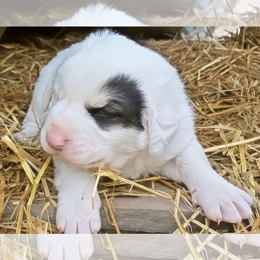 Среднеазиатская овчарка, щенок