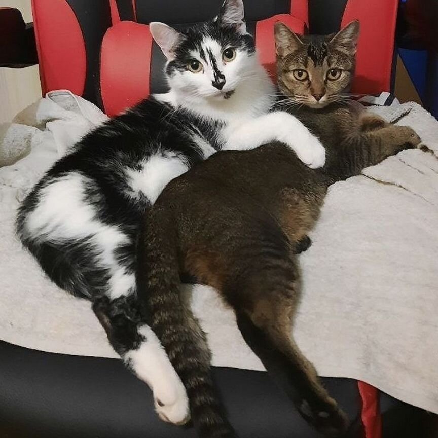 Взрослый кот в добрые руки