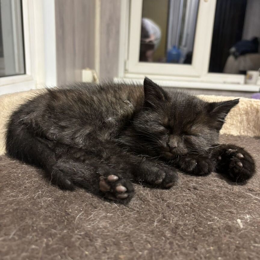 Котенок в добрые руки